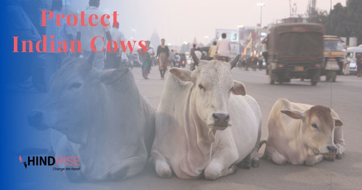 Indian Cows from Slaughter And Hindu Persecution - Hindrise